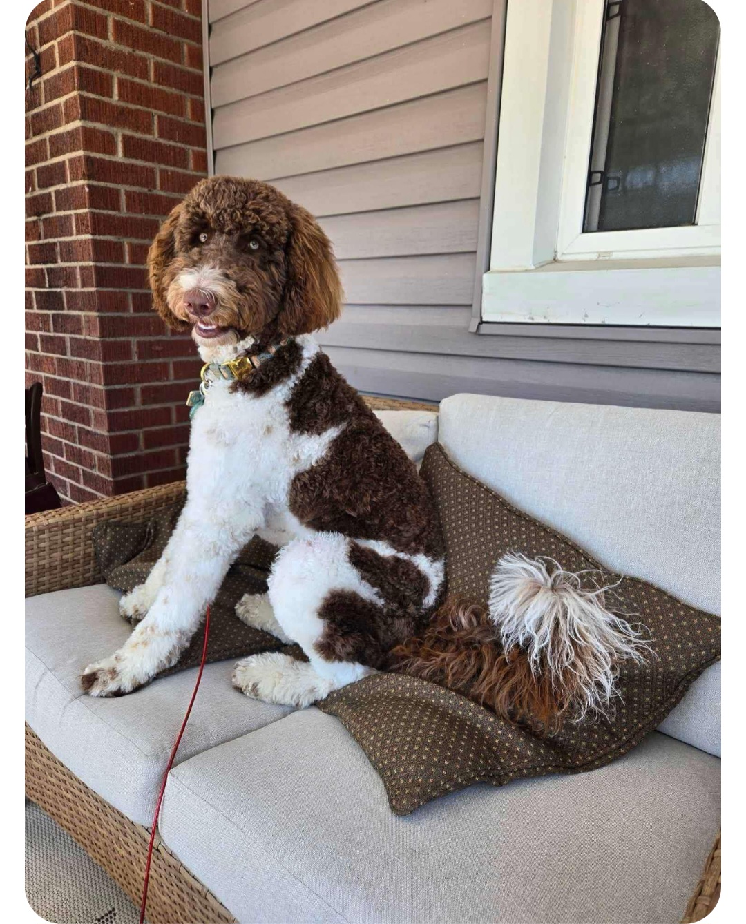 Testimonials – Doodles of Pigeon Creek